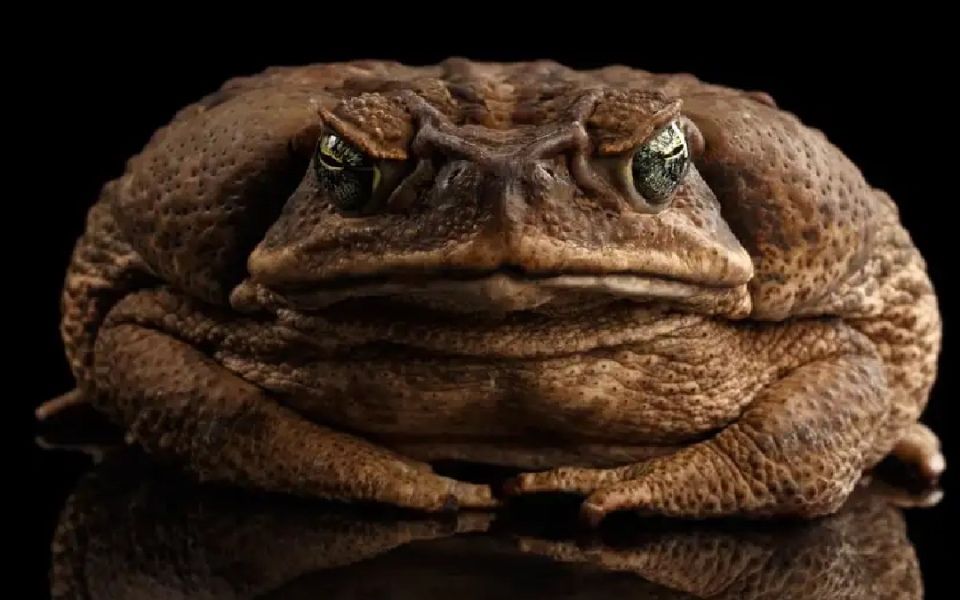 Is Toadzilla a sign of enormous cane toads to come?…