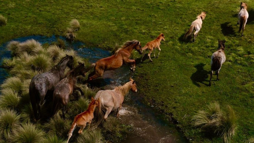 Brumby population in Kosciuszko National Park up 30…
