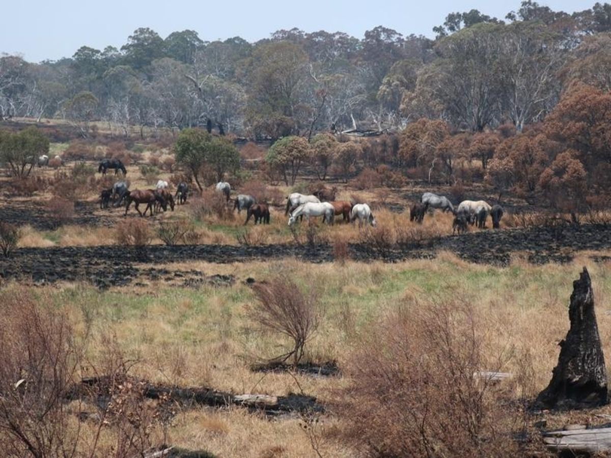Kosciuszko brumby population soars