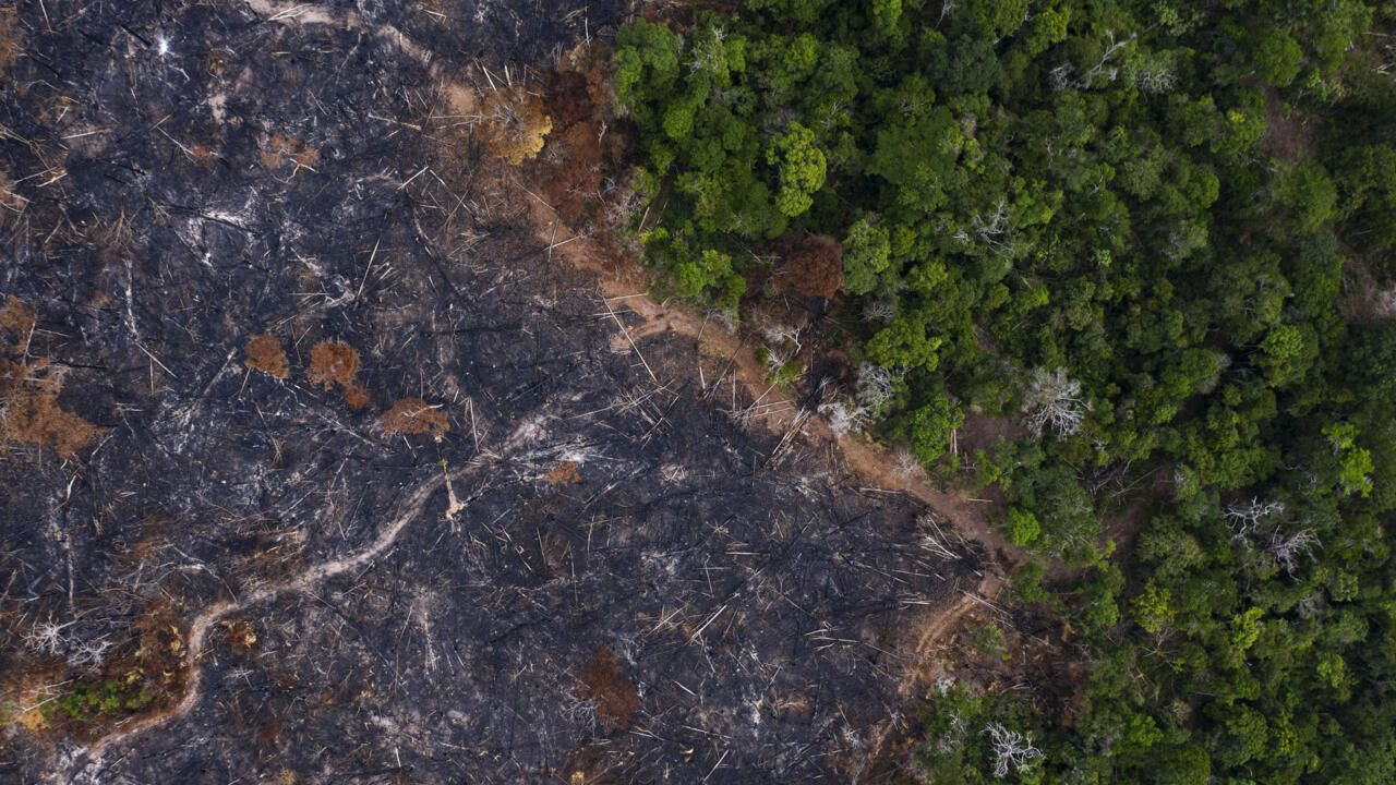 Report reveals a third of Amazon forest degraded by…