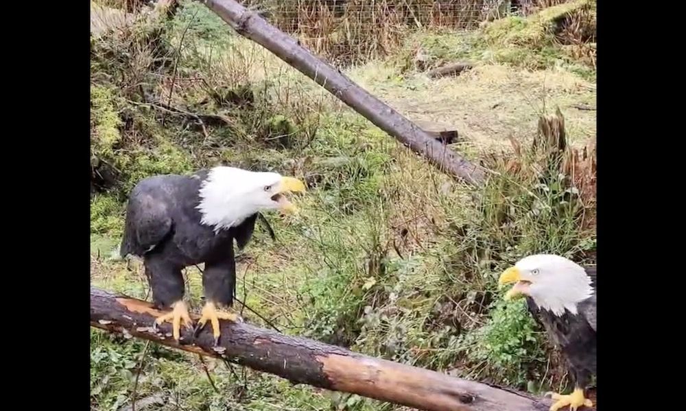 How bald eagles really sound (it’s not like in the…