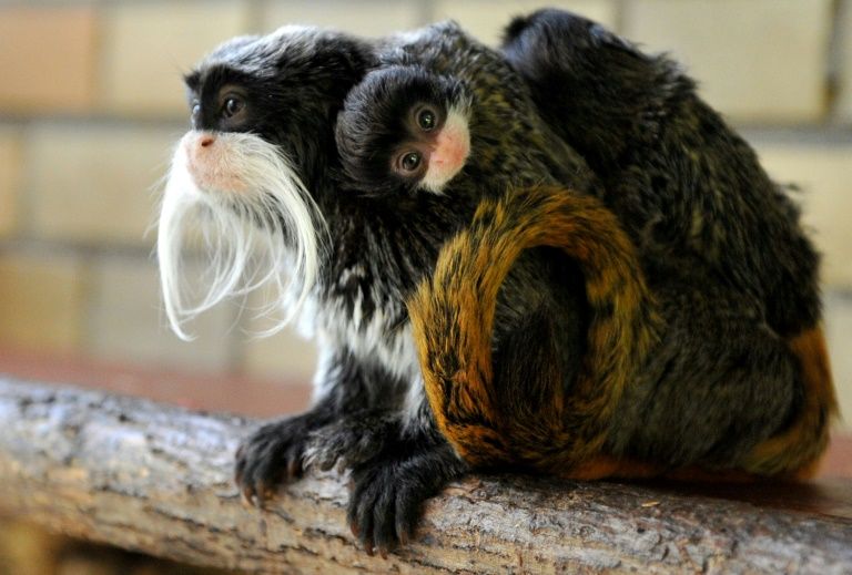 In new jolt to Dallas Zoo, two tamarin monkeys go…
