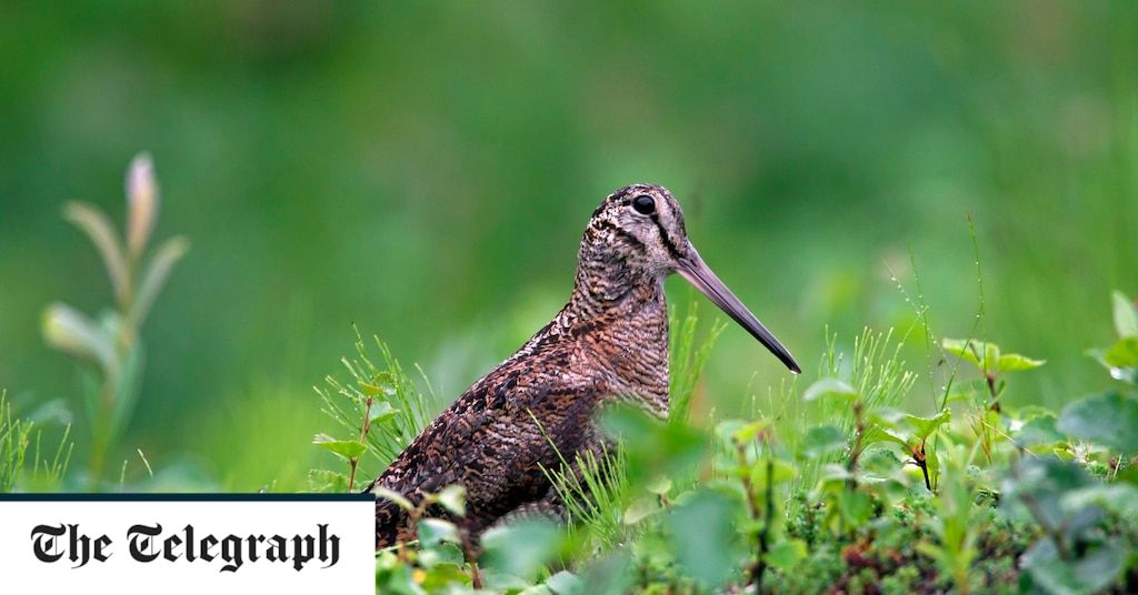 Twitter clips wings of bird charity’s account after…