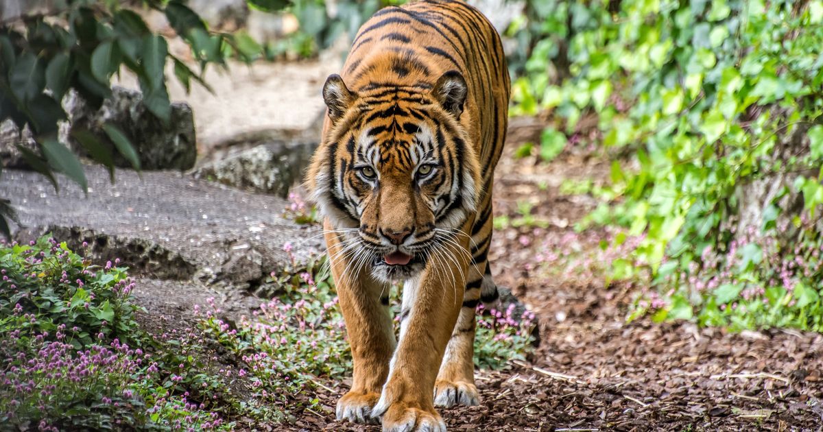 Tiger attacks two people in five days as soldiers…