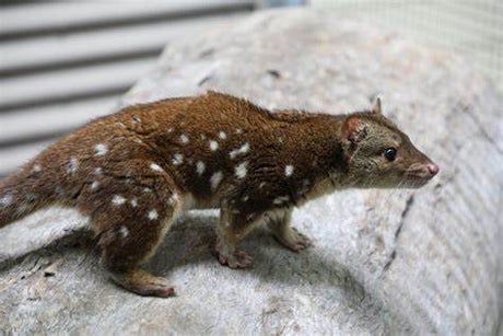 Male quolls in Australia may be mating themselves to…
