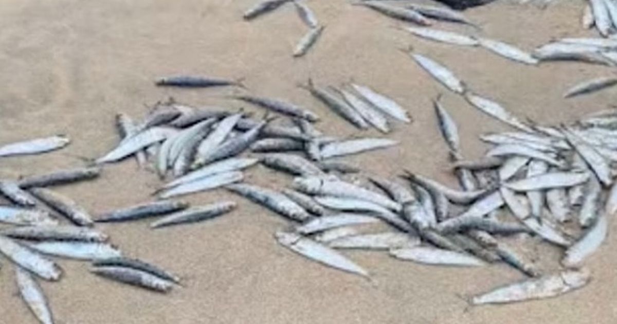 Mystery as hundreds of tiny fish wash up dead on UK…