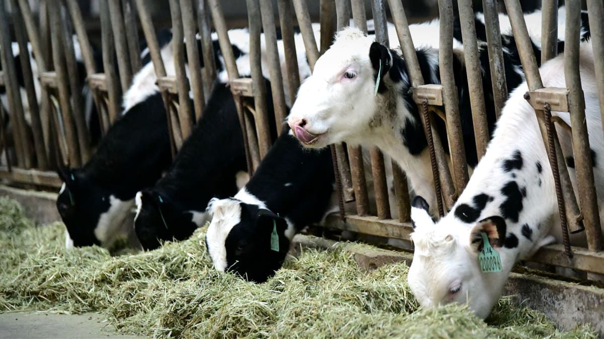 China Claims It Has Successfully Cloned 3 'Super Cows'…