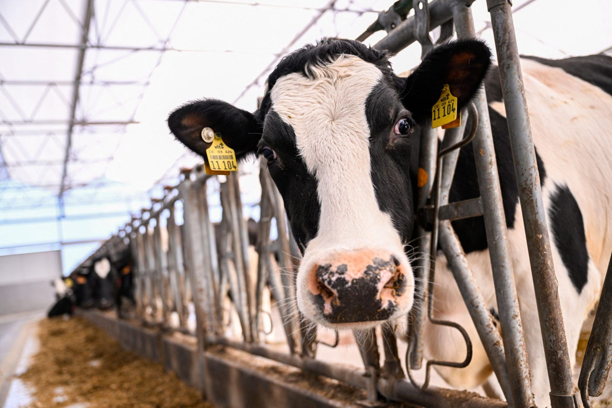 China says it has cloned 'super cows' produce 18 tons…