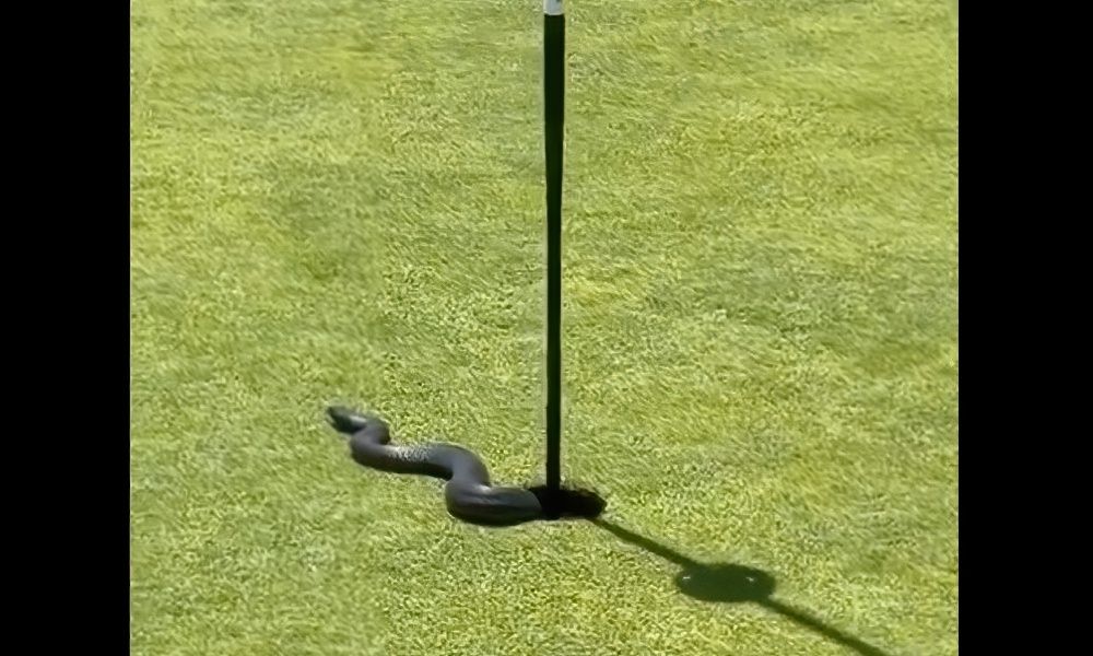 Golfers play through after ‘slithery surprise’ emerges…