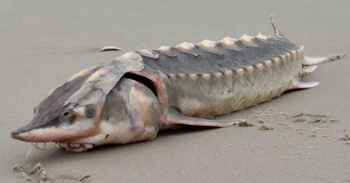 Horrifying monster fish with 'external teeth, armour…