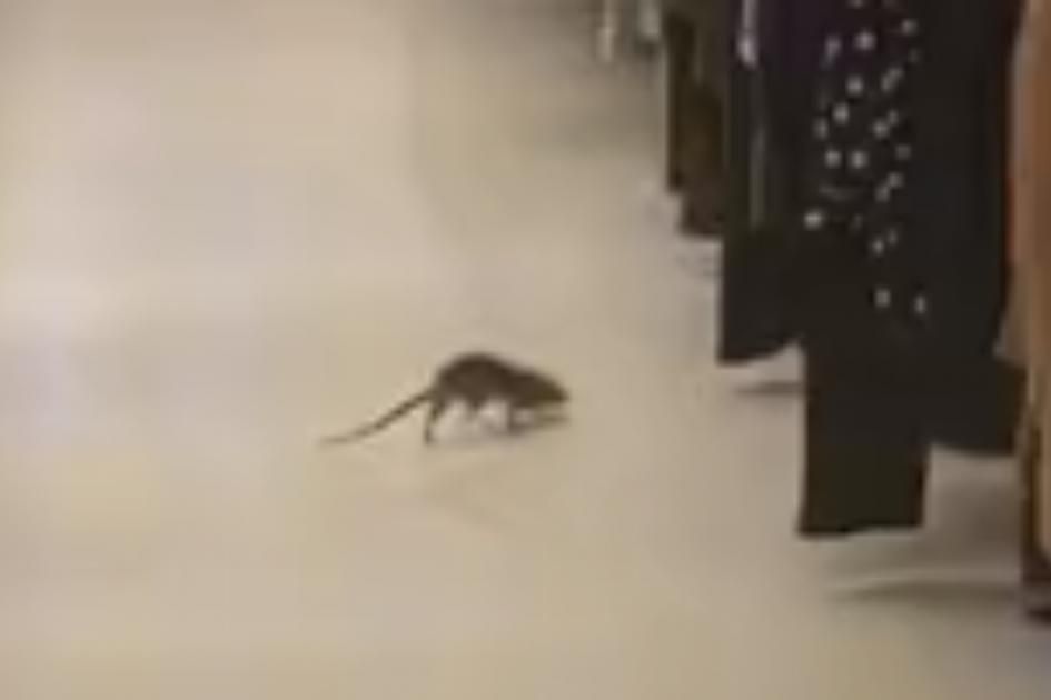 Rat removed from Scottish supermarket after being…