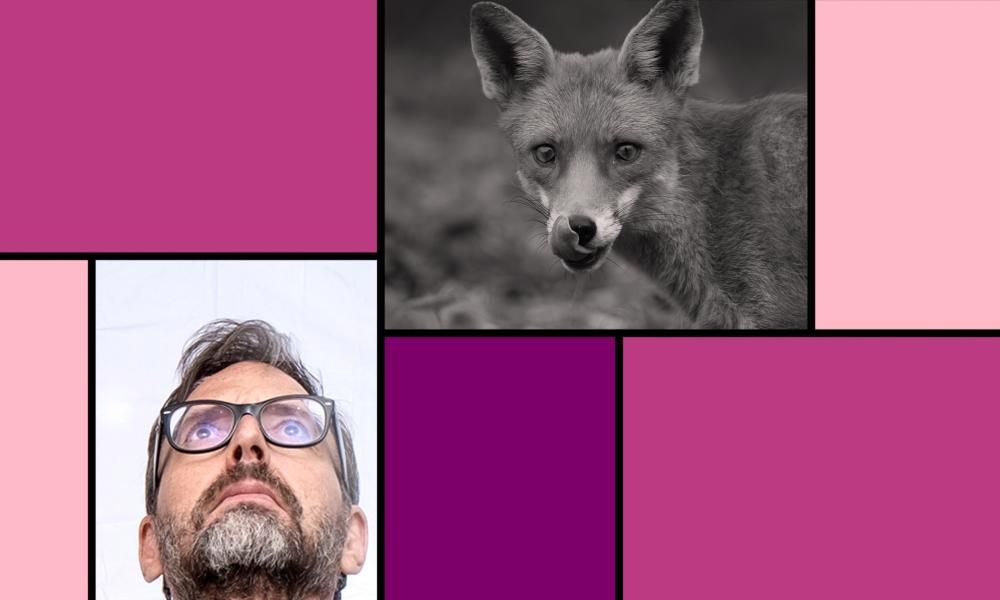 Tim Dowling: looking out from my garden office … it’s…