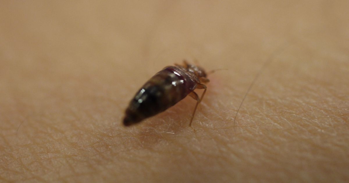 7 warning signs you may have a bed bug infestation