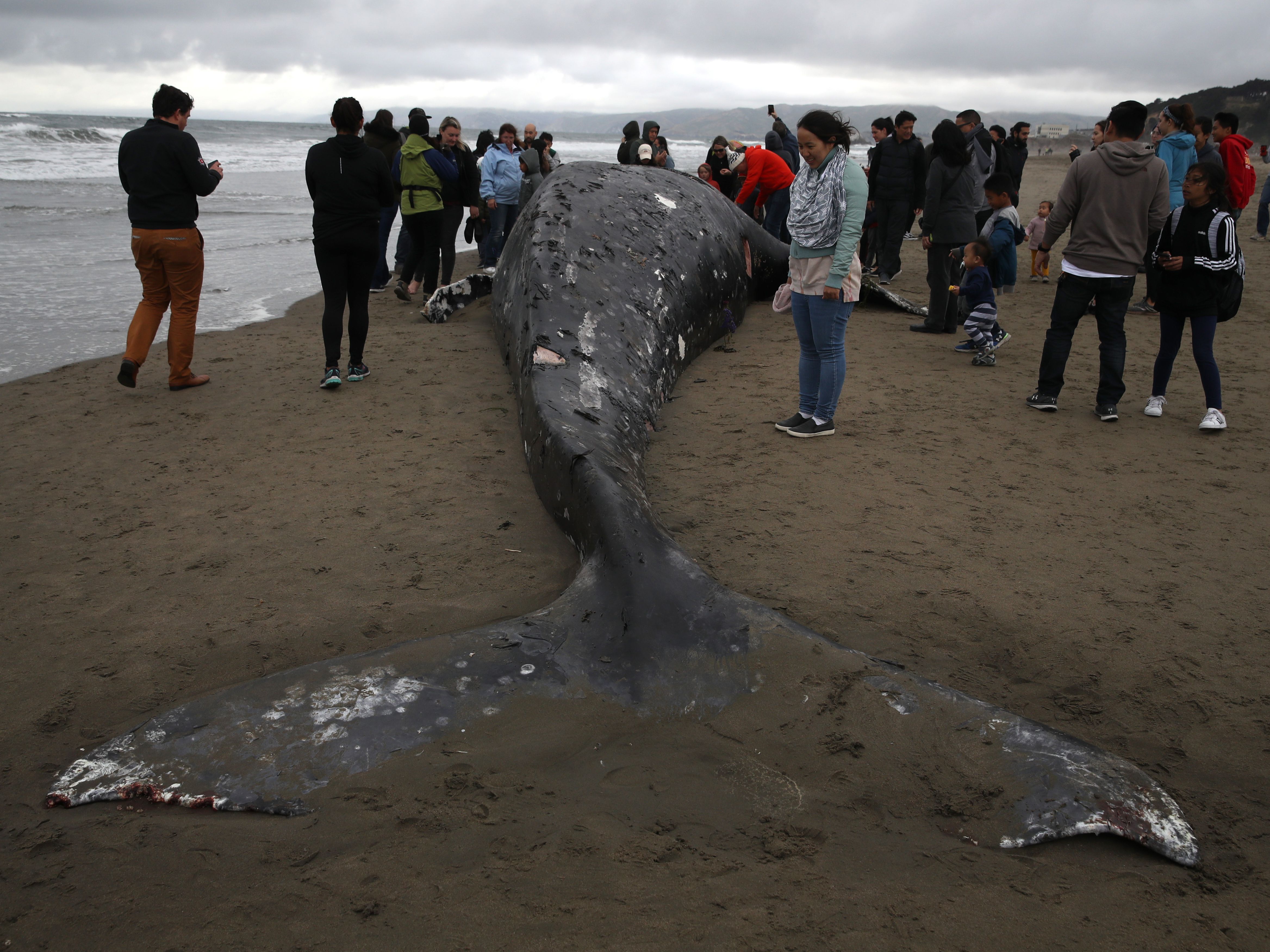 An unusually high number of whales are washing up on…