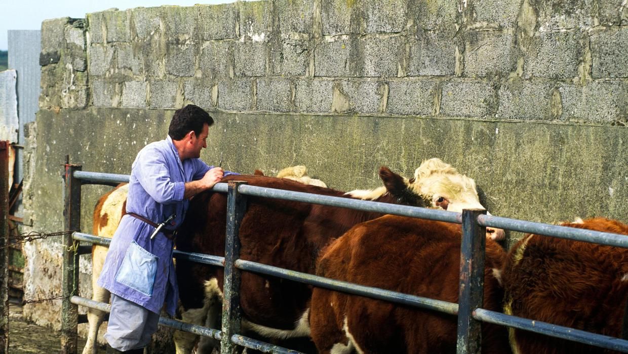 Trails of skin test and cattle for bovine TB reach new…