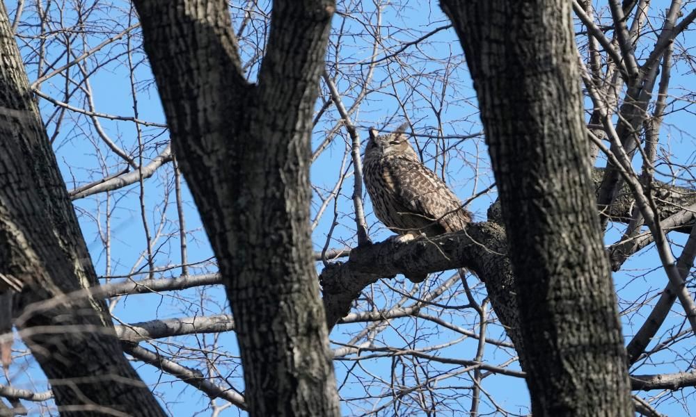 Flaco the owl flees New York Central Park zoo after…