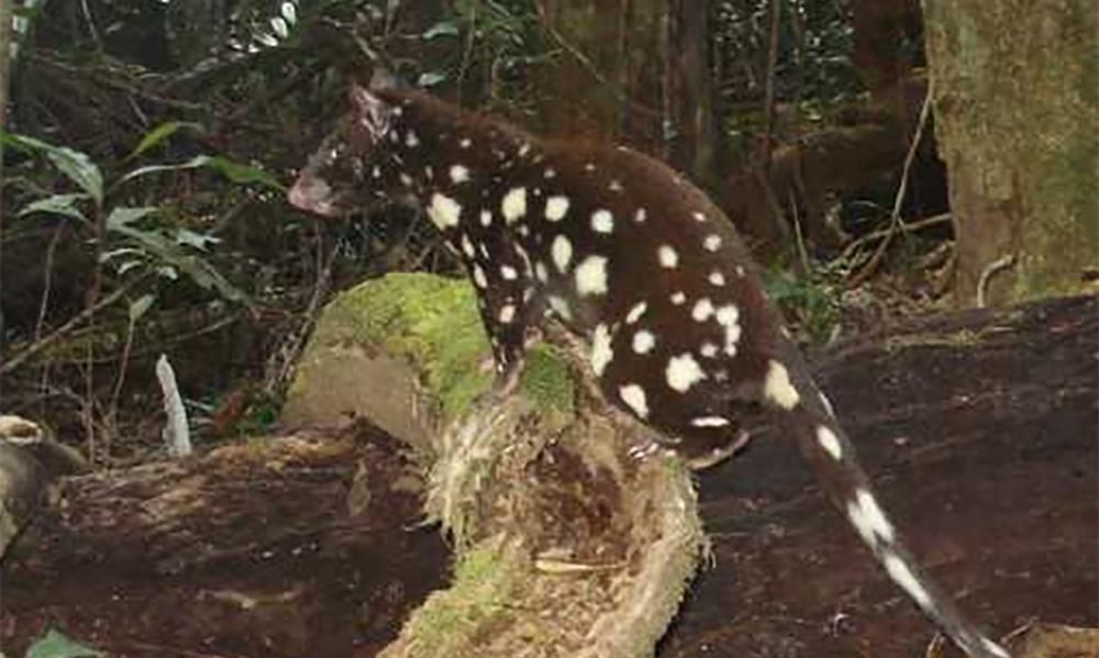 Tropical Queensland’s spotted-tail quoll facing…