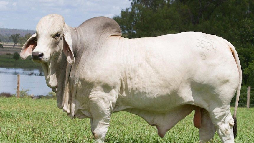 Semen from Australia's most expensive bull sells for…