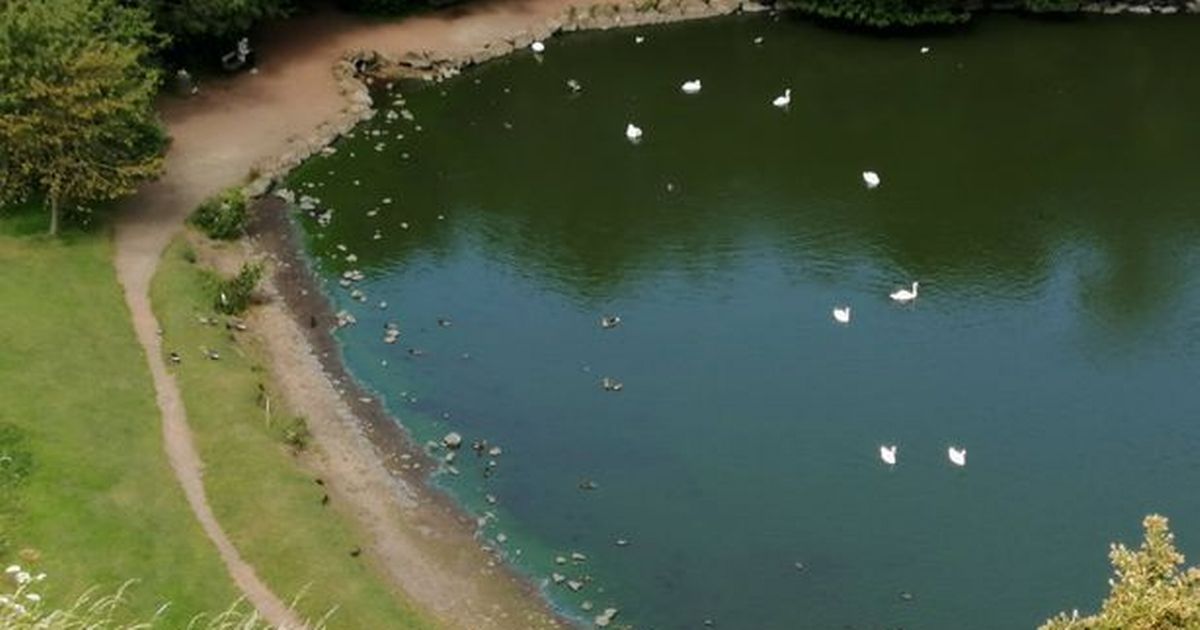 Edinburgh locals told 'don't feed ducks' as swans…