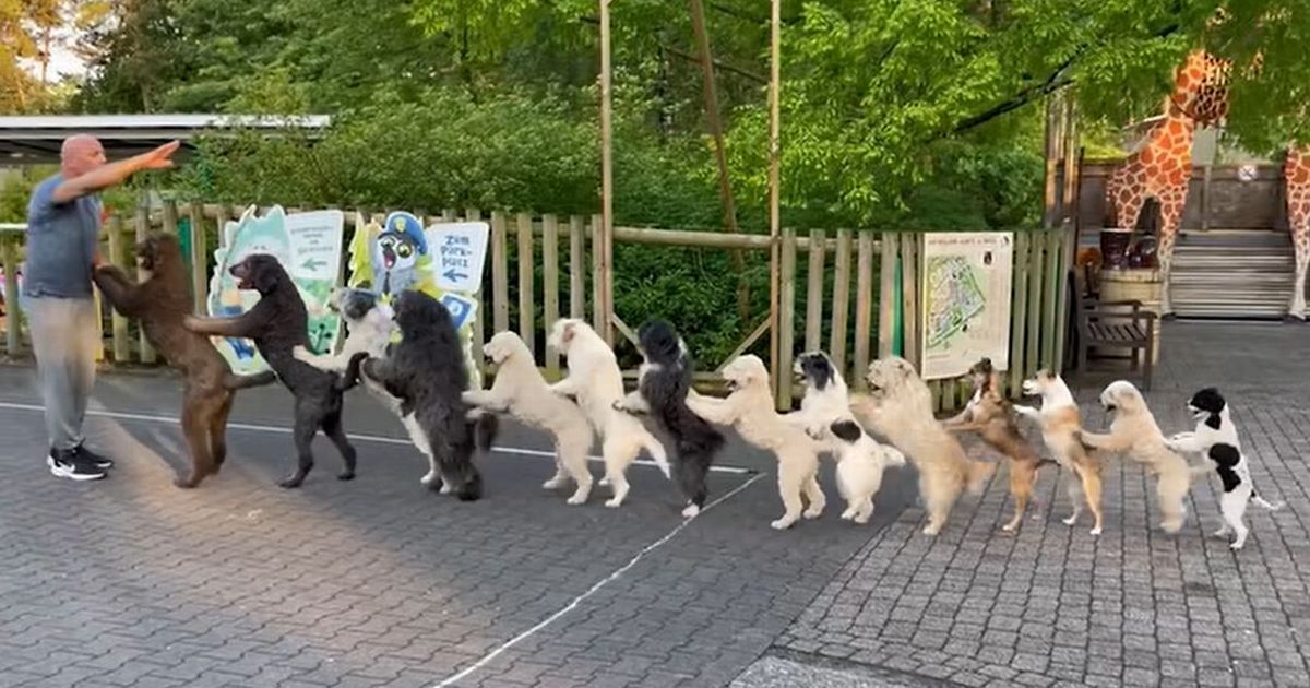 These dogs just broke the world record for having the…