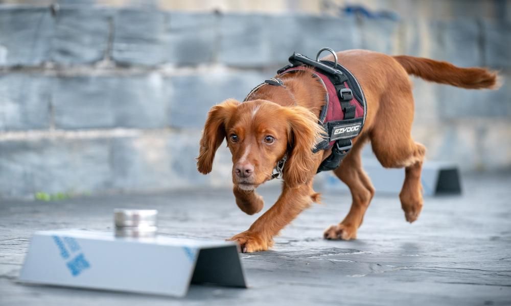Meet Jinx, the dog on a mission to protect Welsh bird…