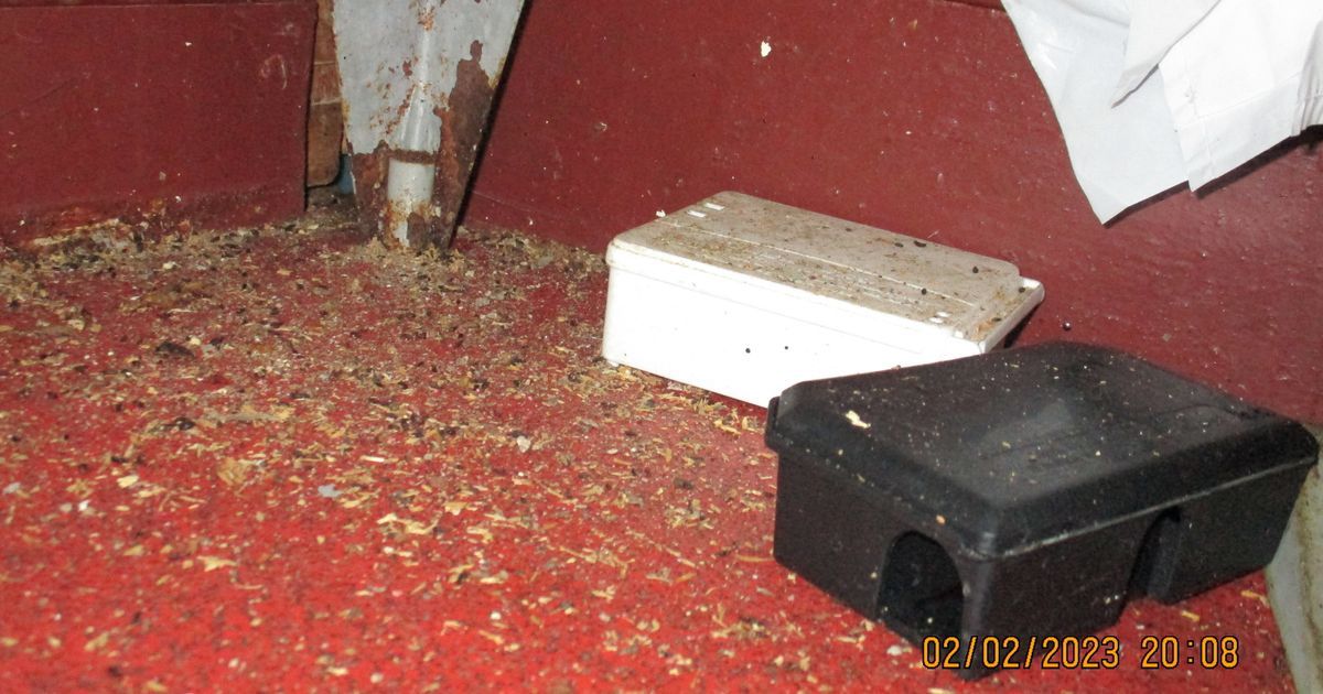 Filthy Indian takeaway forced to close after…