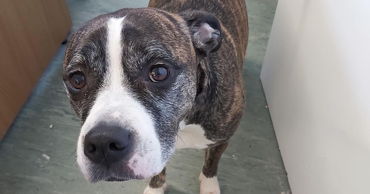 'Cuddly and friendly' Boxer cross tied to gate and…