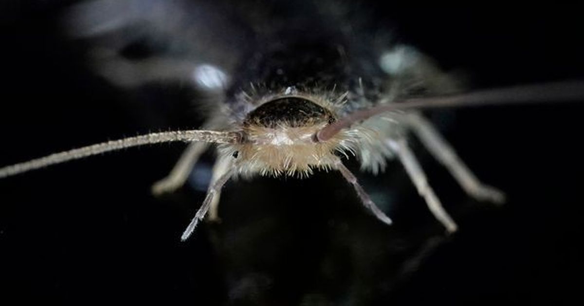 Rentokil issues pest warning as five counties with…