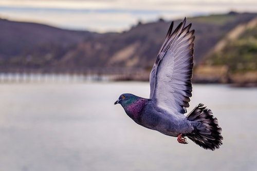 Pigeons and Computers Have One Surprising Thing in…