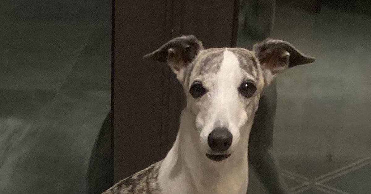 Edinburgh owner distraught after dog who escaped onto…