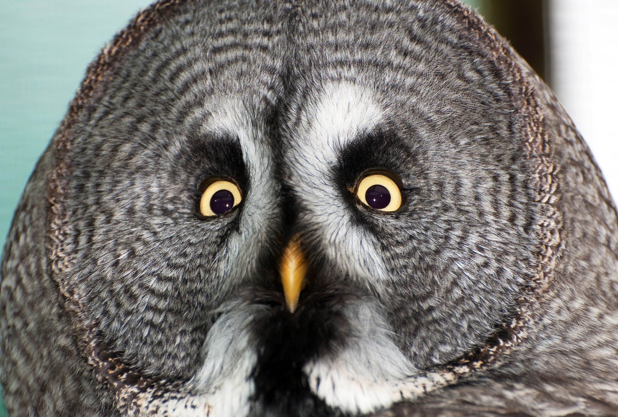It’s almost superb owl Sunday, so please enjoy these…