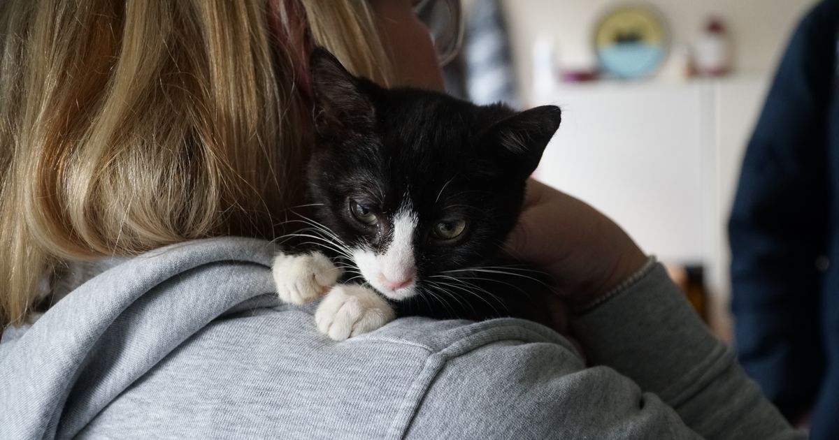 Inside the cat rescue helping injured animals from…