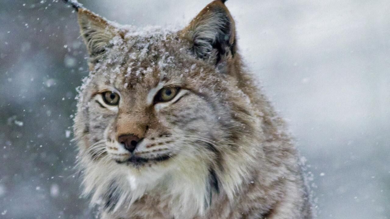 Study shows France's lynx at high risk of extinction…