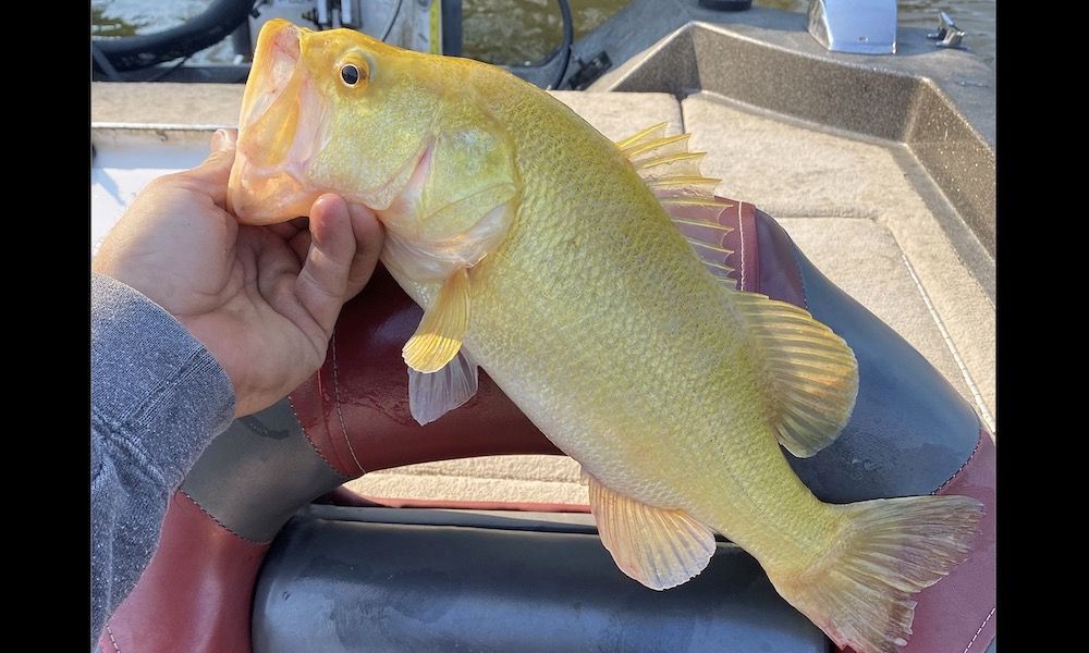 Virginia angler strikes gold, as in ‘extremely rare’…