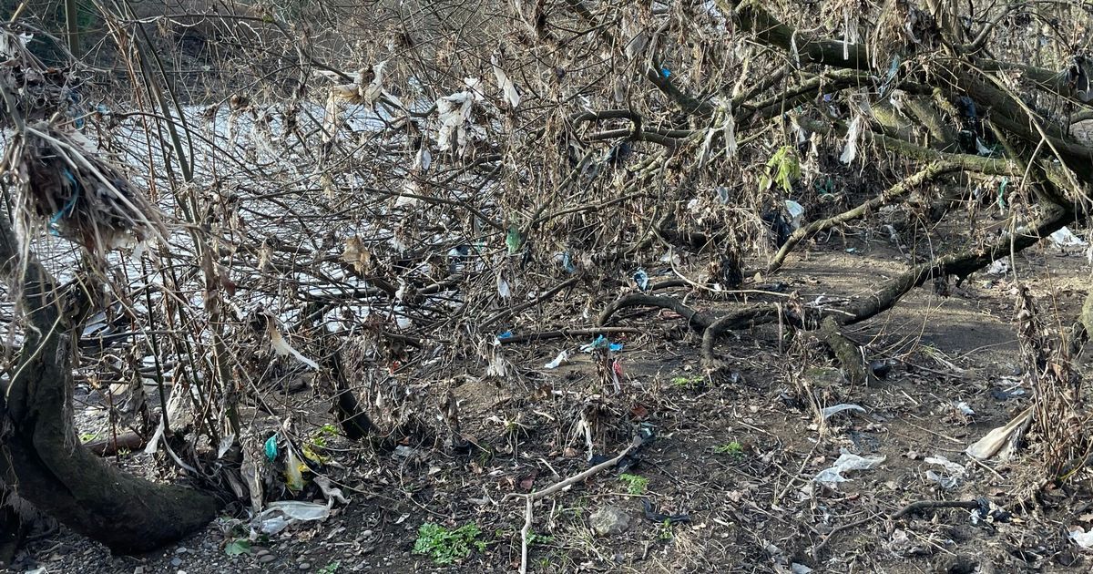 Welcome to 'wet wipe walk' where trees with sanitary…