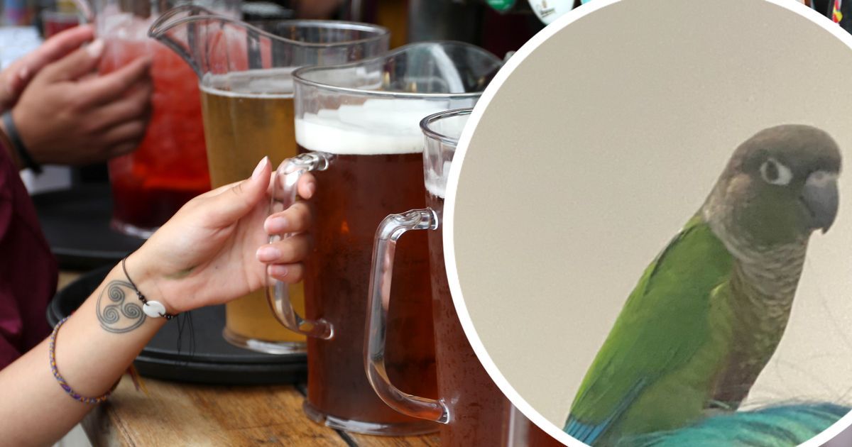 List of the quirky animals living in Bristol's pubs…