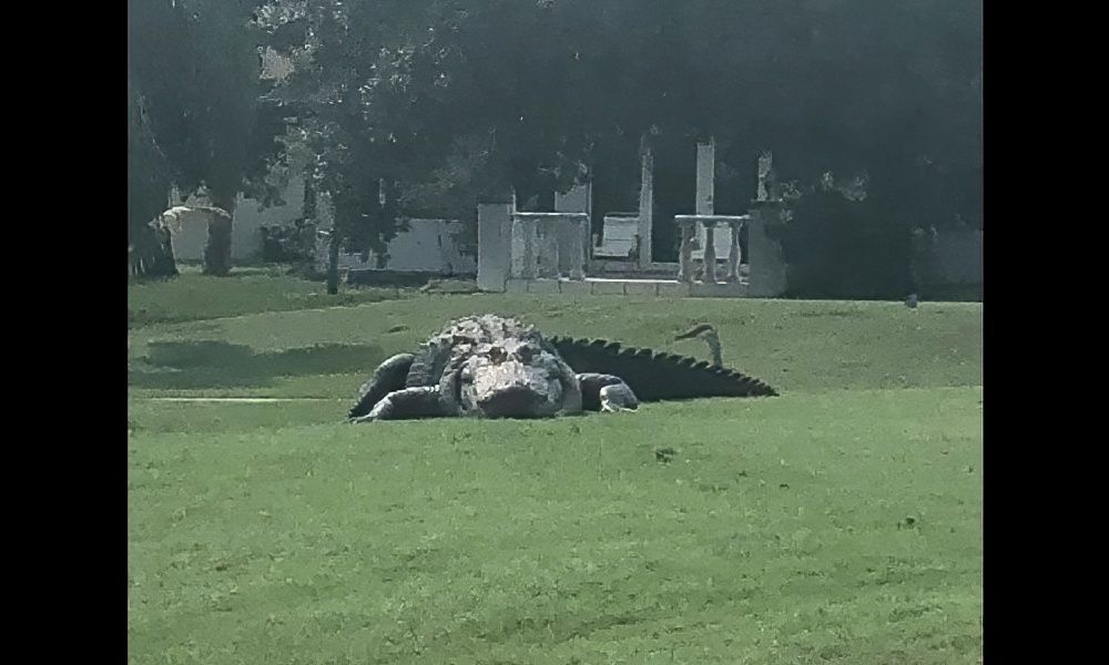 Massive gator spotted on Florida golf course, a…