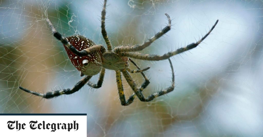 How spiders could save the world from crop-eating…