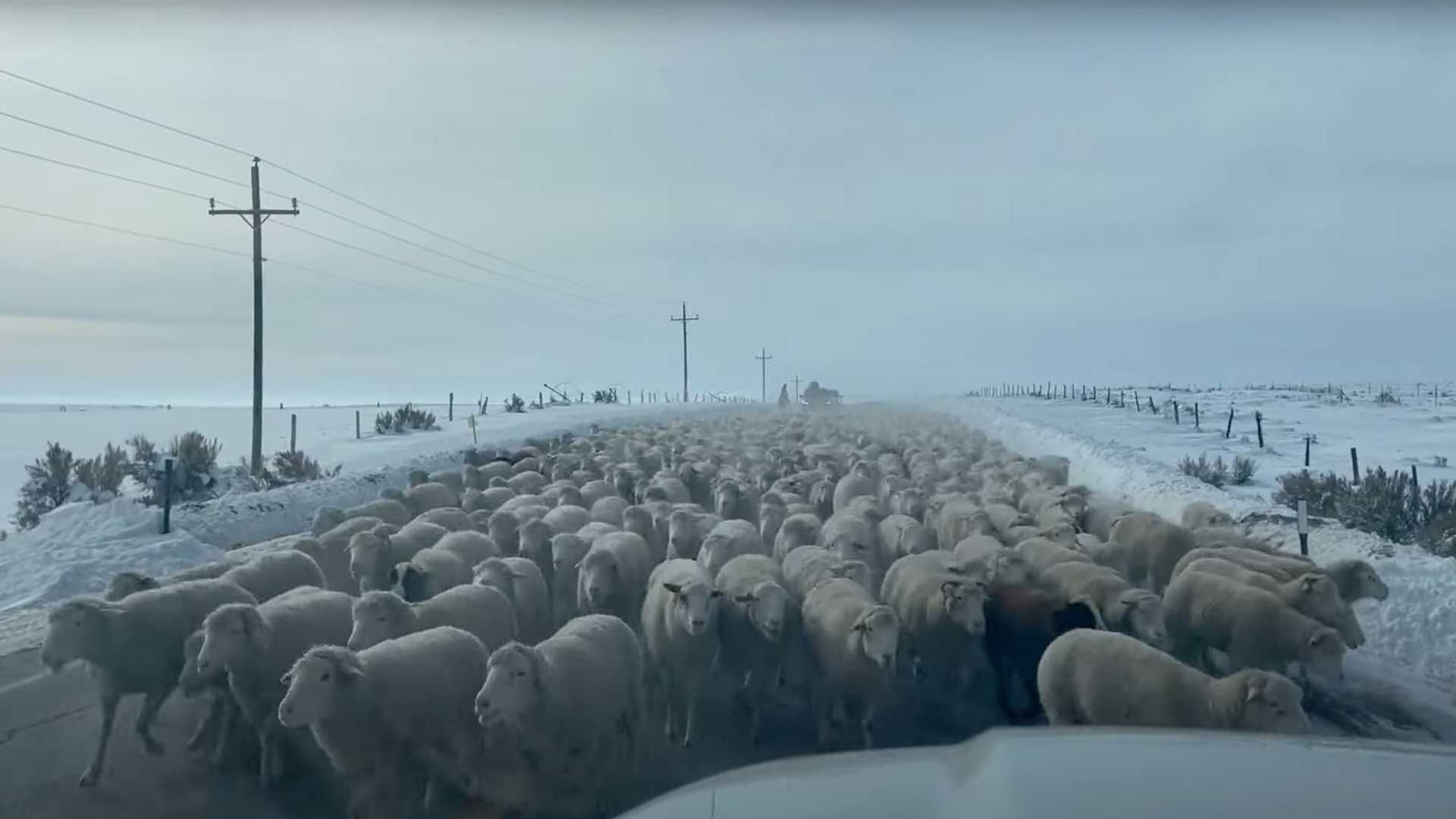 See Wyoming's Version Of Traffic Jam As 6,000 Sheep…