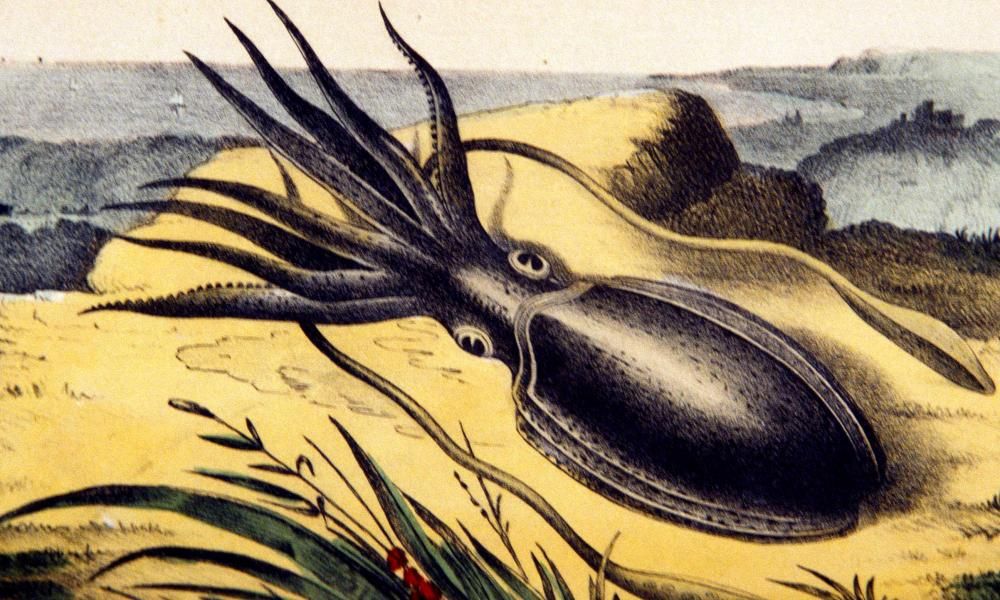 A cuttlefish: when it opens its pupils it looks like a…