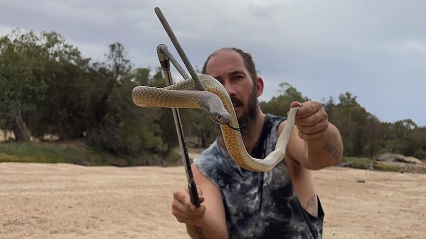 Snake sightings surge in Western Australian Wheatbelt…