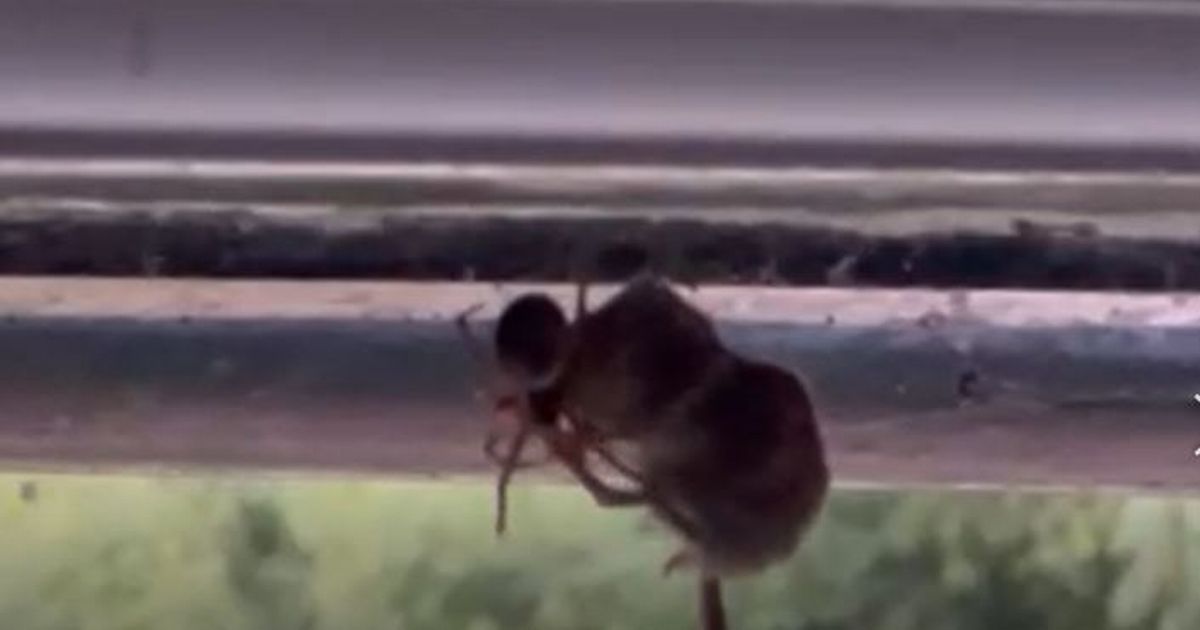 False widow spider caught eating shrew as Irish…