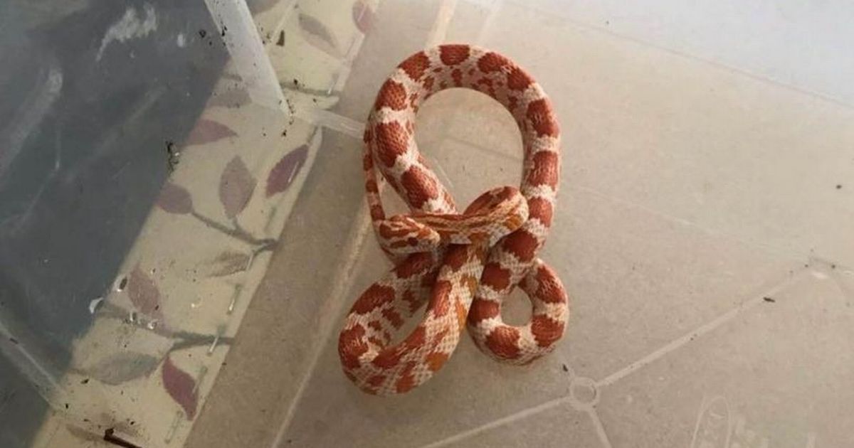 Glasgow gran uses stick to snare snake after serpent…