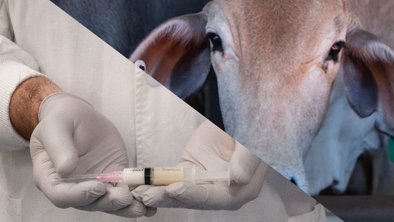 Bovine trichomoniasis vaccine solution near for…