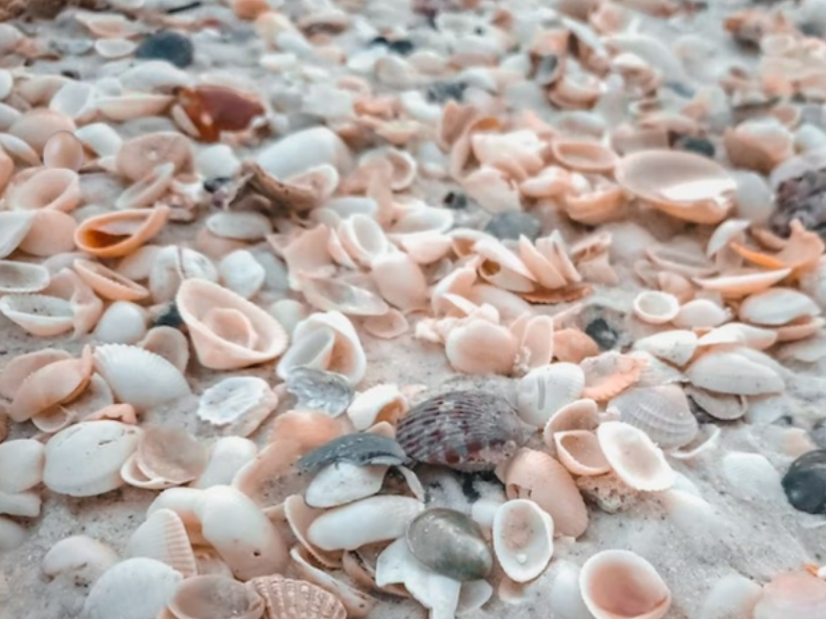 Can you spot the egg among these shells in 10 seconds?