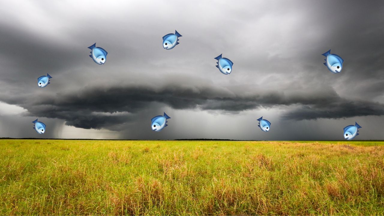 Take Cover Gills Gays: Fish Legitimately Fell From The…