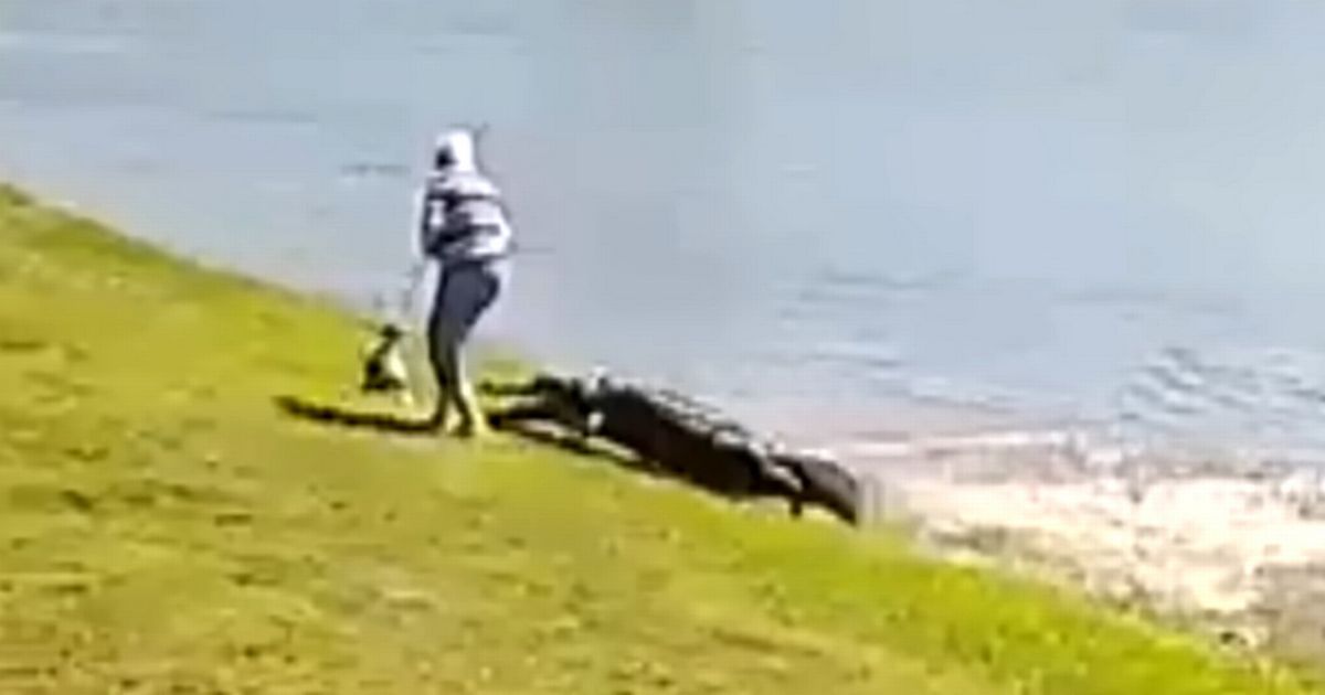 Moment 10ft alligator lunges at woman before dragging…