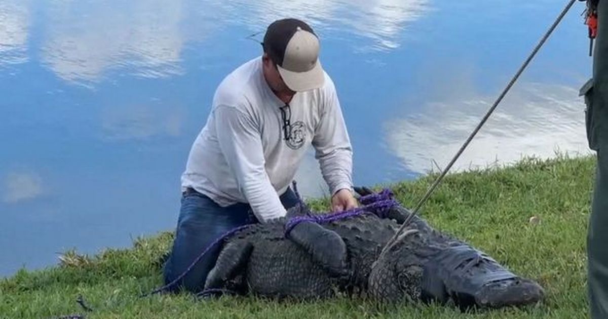 Huge alligator filmed dragging dog walker to her death…