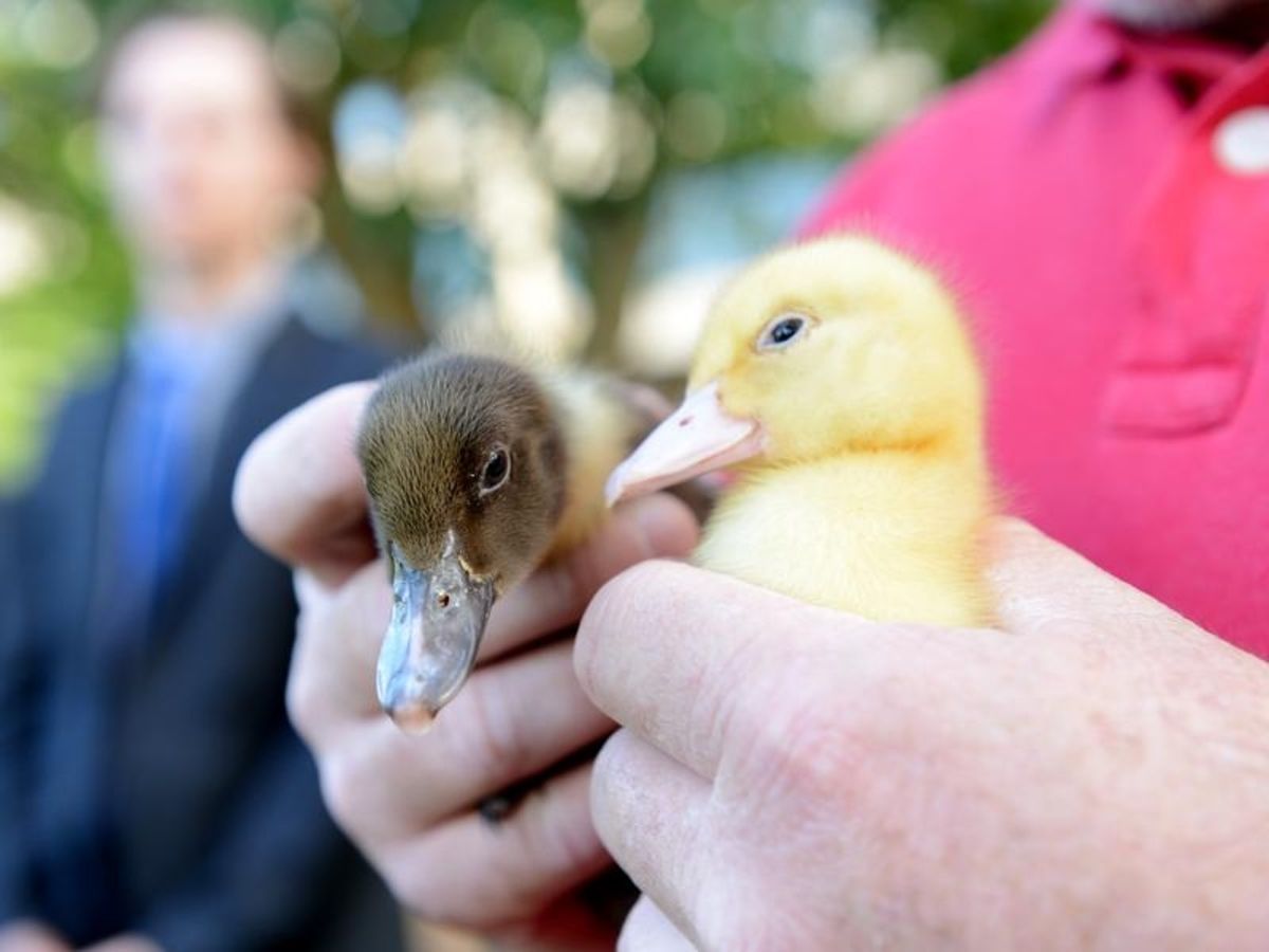 Victorian duck hunting season gets the green light