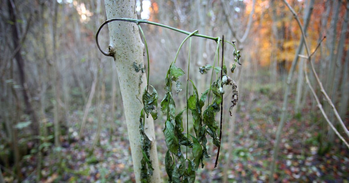 Combating tree-killing fungus an ecological priority…